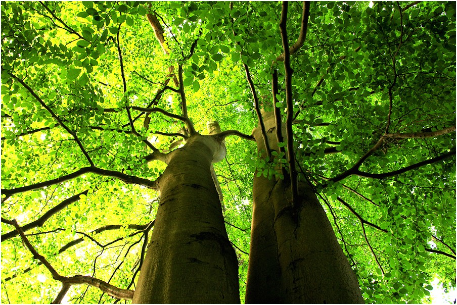 Der Deutsche Wald; The deap forests of Germany; Wildlife-TV, Youtube